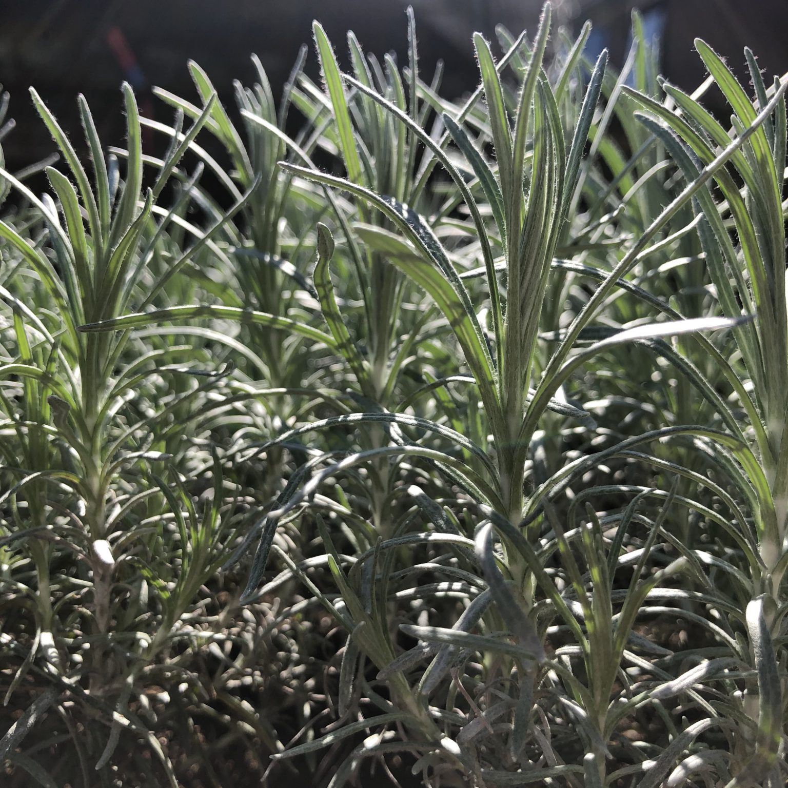 Kruiden; De kerrie plant - Huisje Boompje Blogje