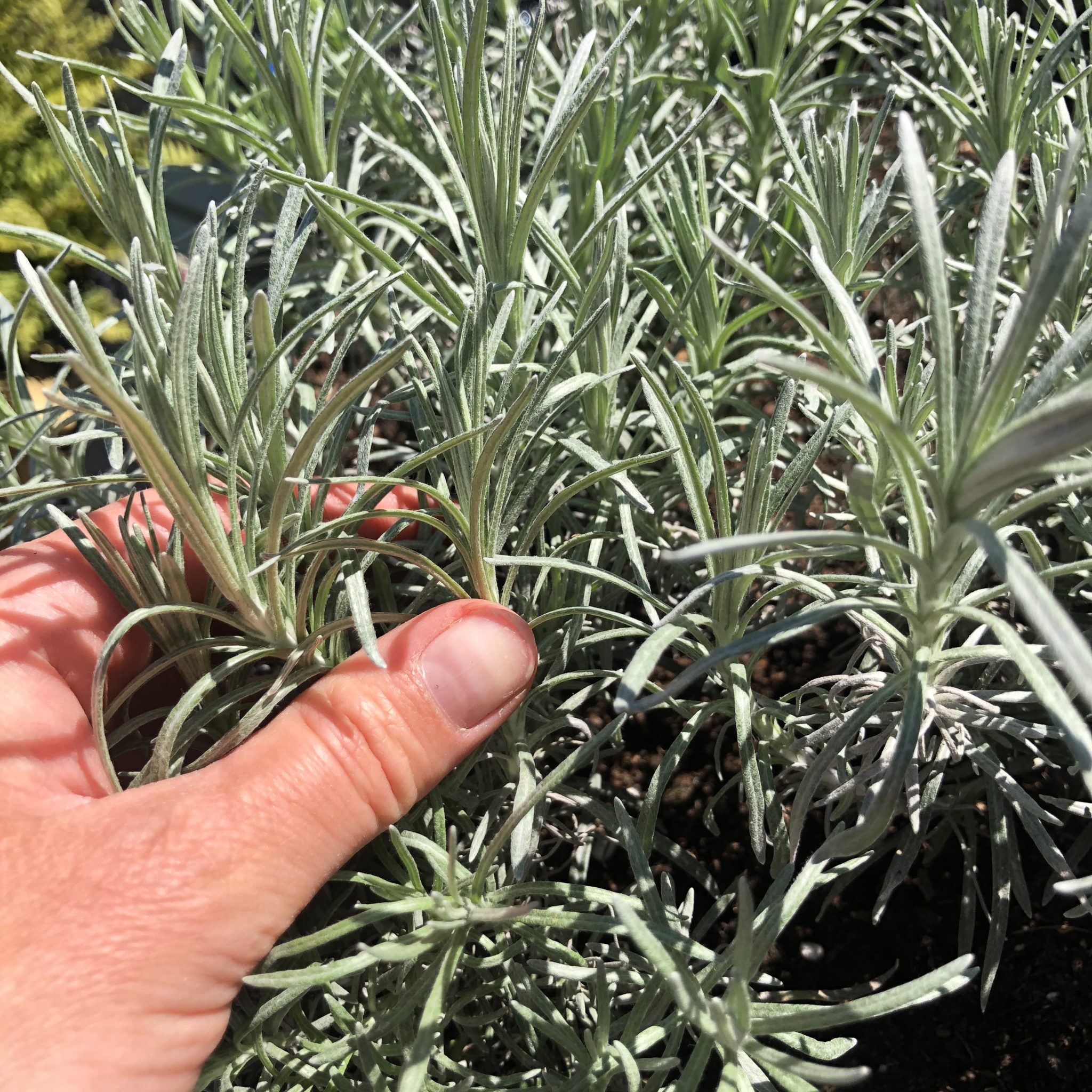 Kruiden; De kerrie plant - Huisje Boompje Blogje